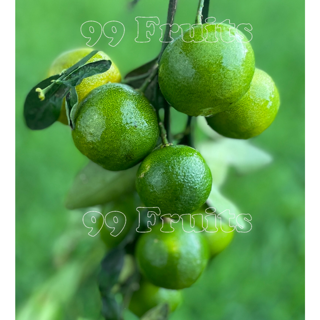 Calamansi Lime Fresh Fruit From Farm / Limau Kasturi Buah Segar Dari ...