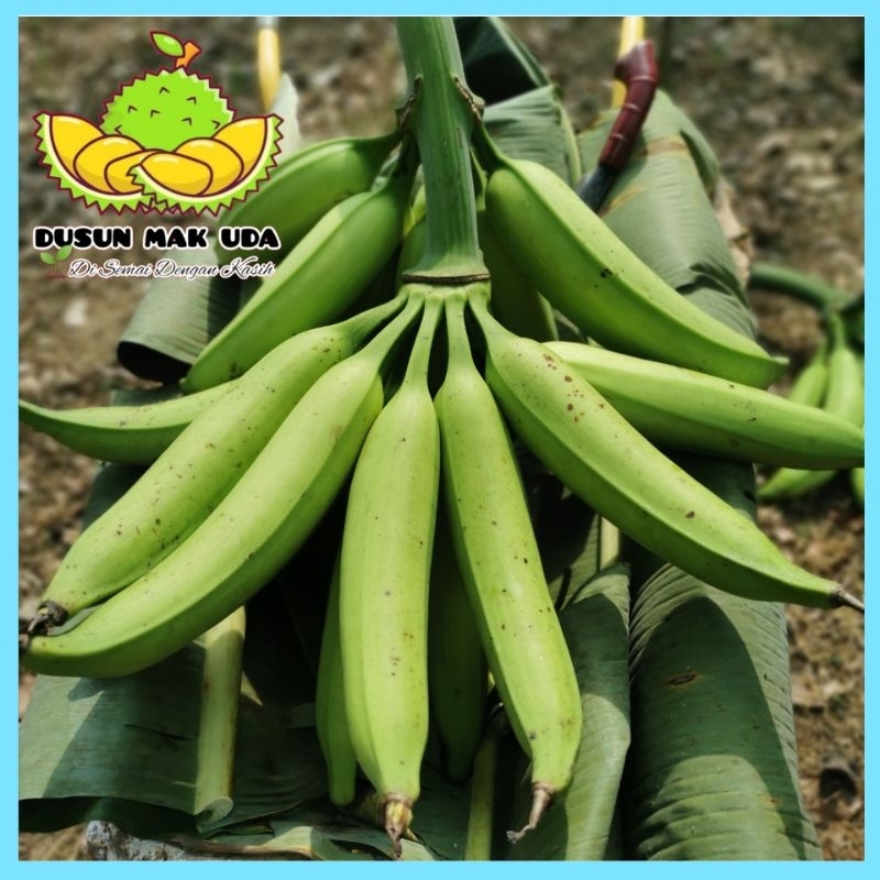 Anak Benih Sulur Pokok Pisang Tanduk Bebas Penyakit (ready stock ...