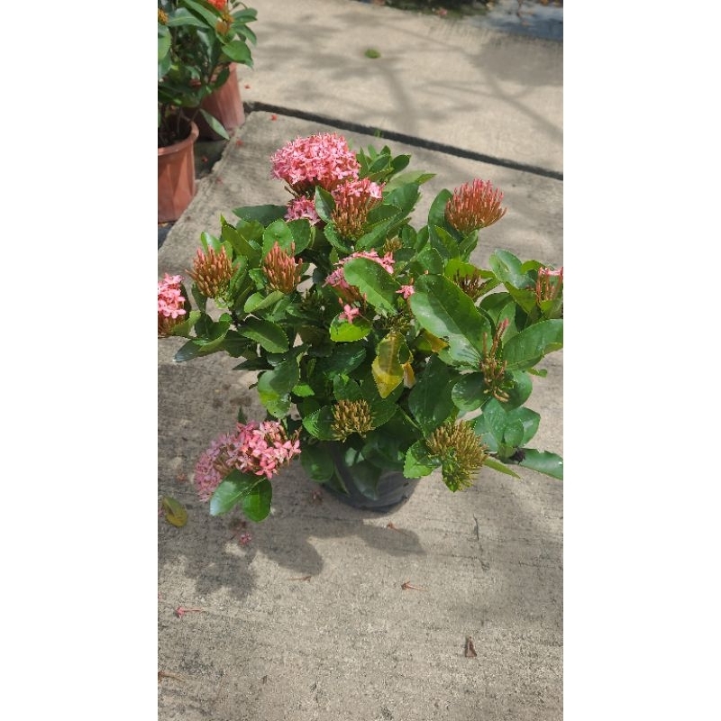 Pokok ixora saiz daun&bunga besar | Shopee Malaysia
