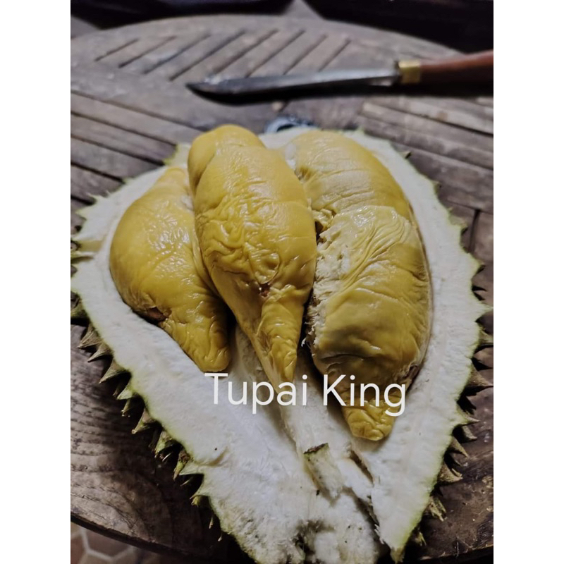 Pokok Durian Tupai King Original Penang 3Kaki | Shopee Malaysia