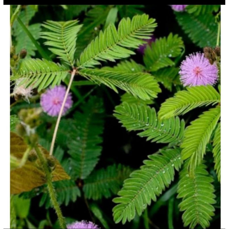Semaian Pokok Semalu @ Mimosa Pudica | Shopee Malaysia