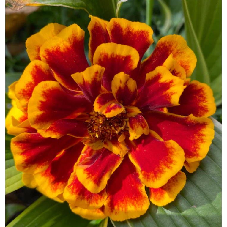 Biji Benih Bunga Tahi Ayam Colossus Red Gold Marigold Flower Seed - 5 ...