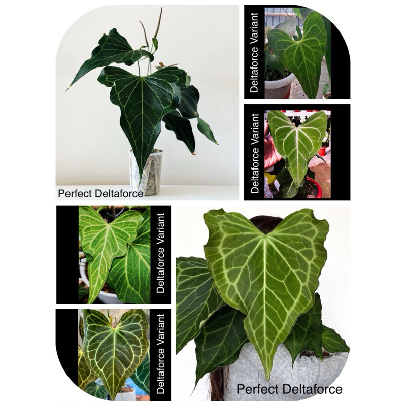 Anthurium Delta Force Variant | Shopee Malaysia