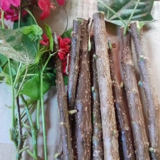 Pokok Gambir Sarawak[Uncaria Gambir]3 Keratan Batang | Shopee Malaysia
