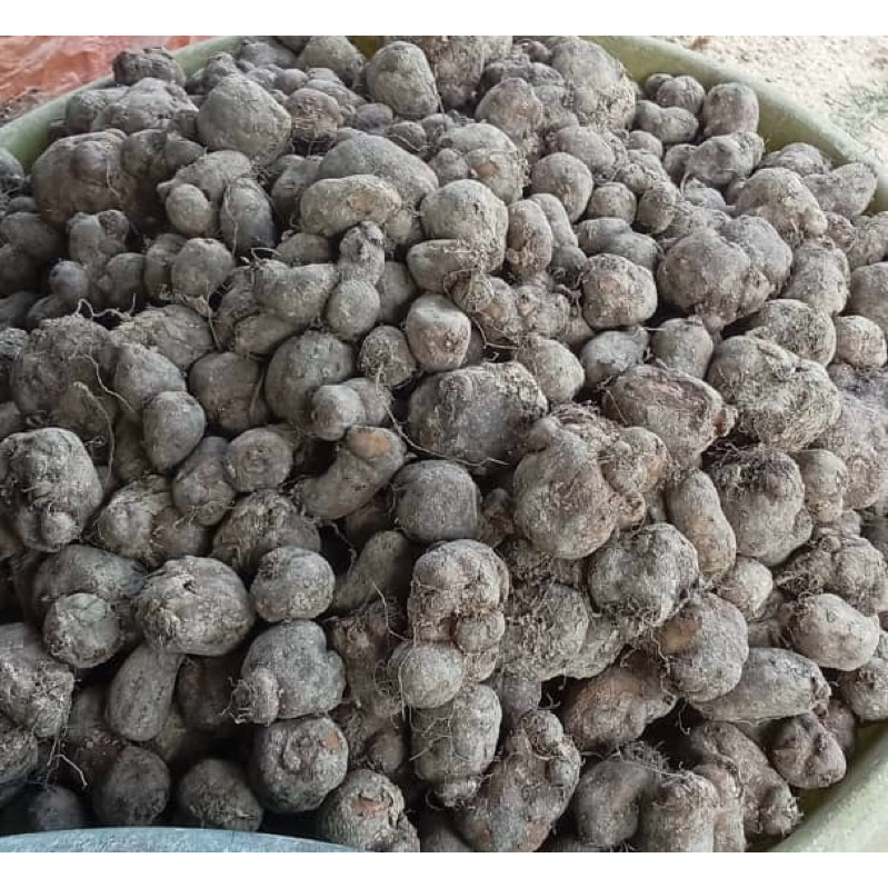 UBI KEMILI(ubi kel**g) 1kg | Shopee Malaysia