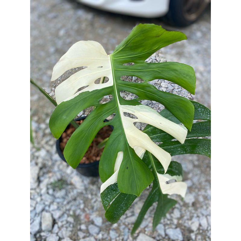 monstera nice variegation🔥 (banyak putih) | Shopee Malaysia