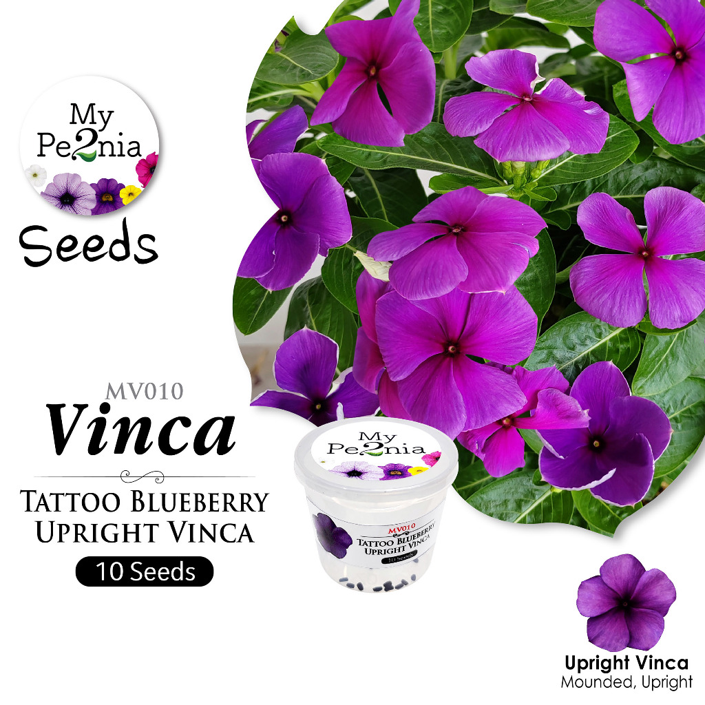 MyPe2nia [Vinca Seeds] Tattoo Blueberry Upright Vinca (10 Seeds ...
