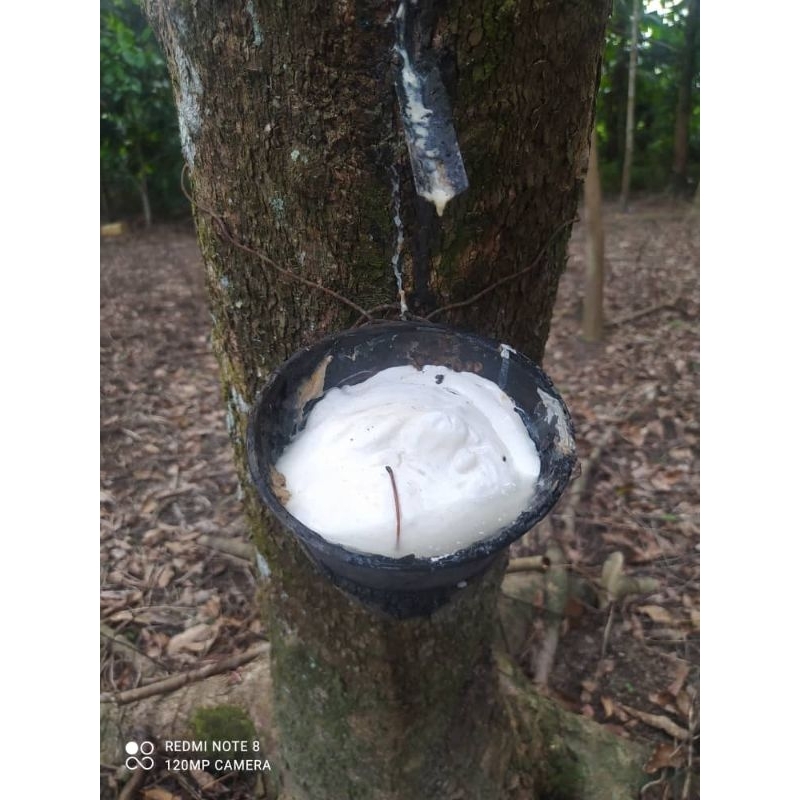 susu getah beku - susu pokok getah 100% original 0.5kg | Shopee Malaysia
