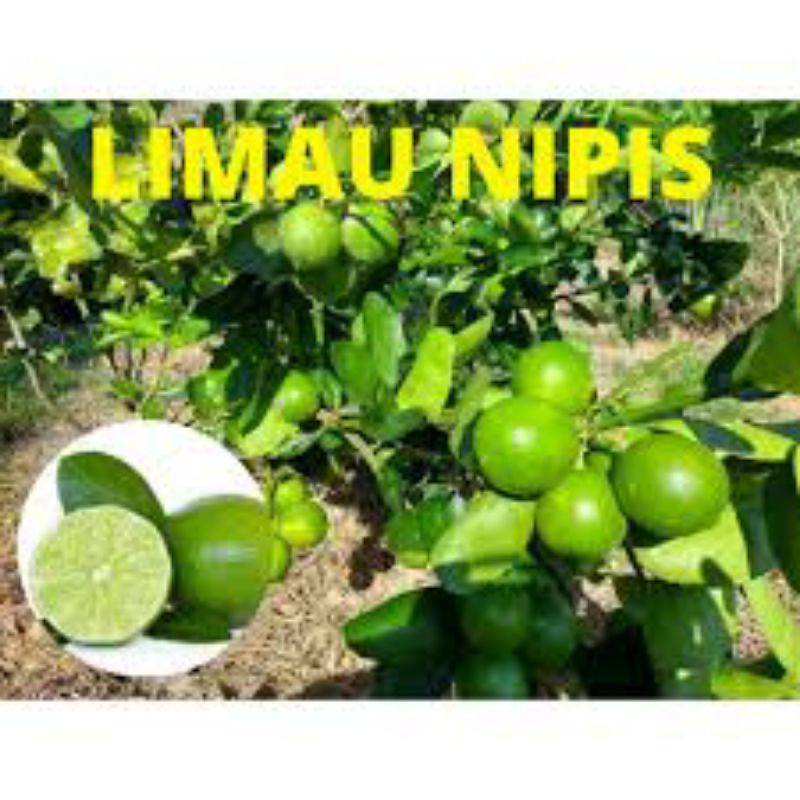 Limau Nipis Pokok Sudah Berbunga/Berbuah | Shopee Malaysia
