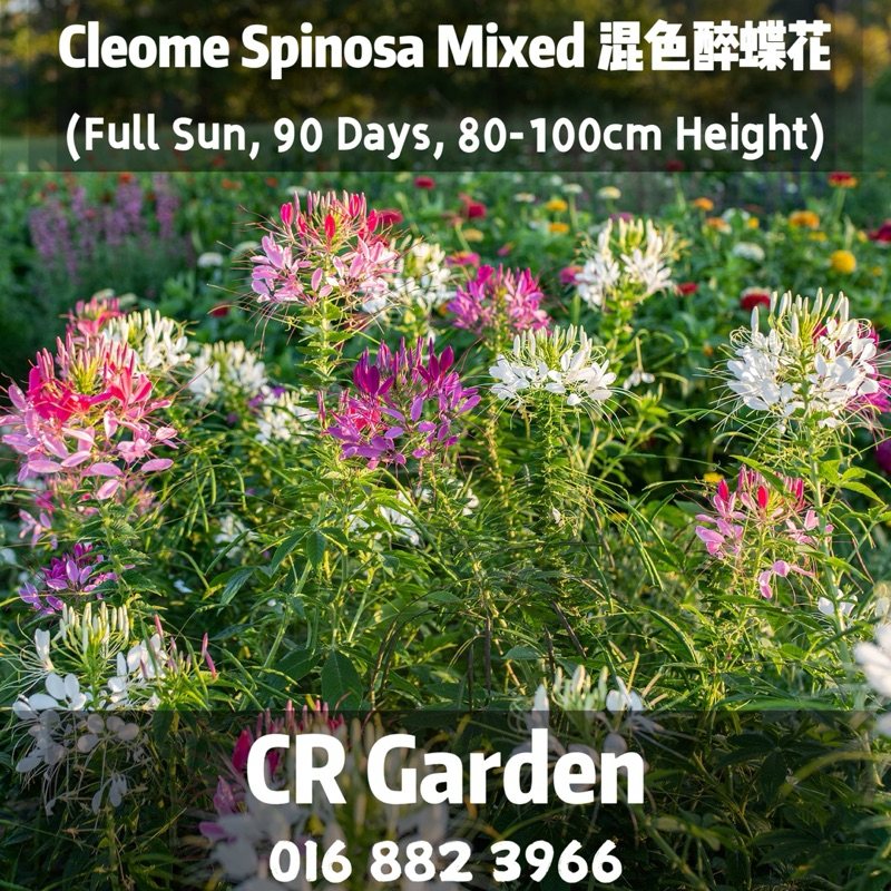 Cleome Spinosa Mixed 20 Seeds 混色醉蝶花 20粒 (Full Sun, 90 Days, 80-100cm ...