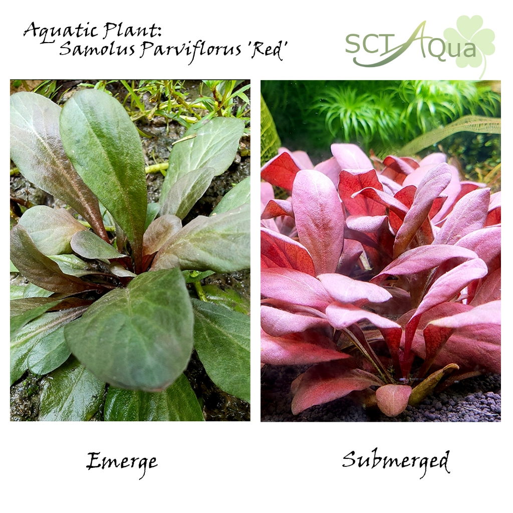 Samolus Parviflorus 'Red'极乐鸟/per-plant/Aquatic plants/Tumbuhan Akuatik ...