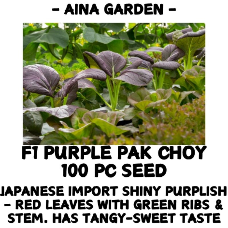 HSK [100pc] PURPLE PAK CHOY F1 JAPANESE SEED | SAWI JEPUN UNGU | BIJI ...