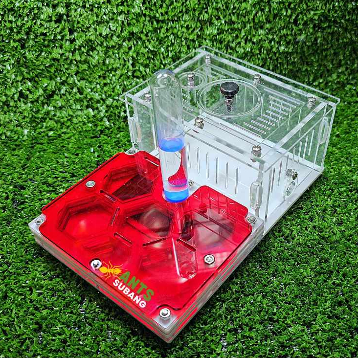 Ant Nest Starter Kit + Ant Colony Type 12 (HEXAGON FLAT NEST) | Shopee ...