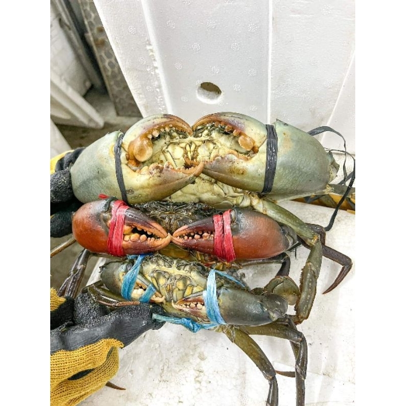 Fresh XXL SIZE 500G-700G INDON LIVE CRAB (Crab Alive Until Your ...