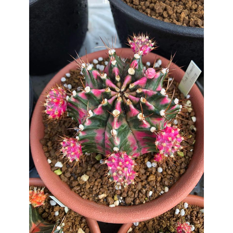 PINK DIAMOND ID CACTUS (OFFSETS WITH SHORT ROOTS) | Shopee Malaysia