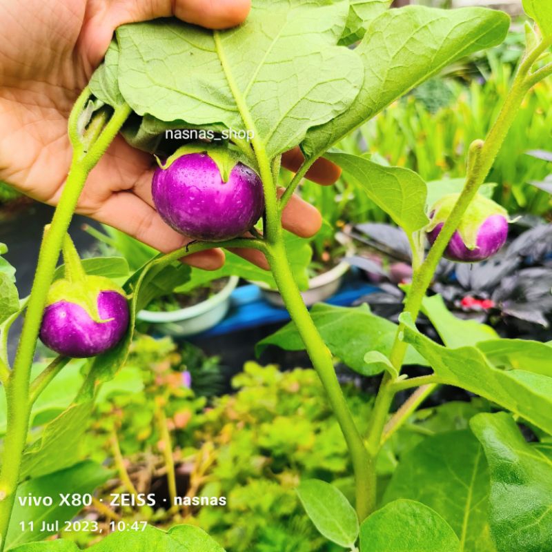 Benih Terung Ungu Ulam 20pcs Purple Eggplant Seeds Vege Seed Sayur ...