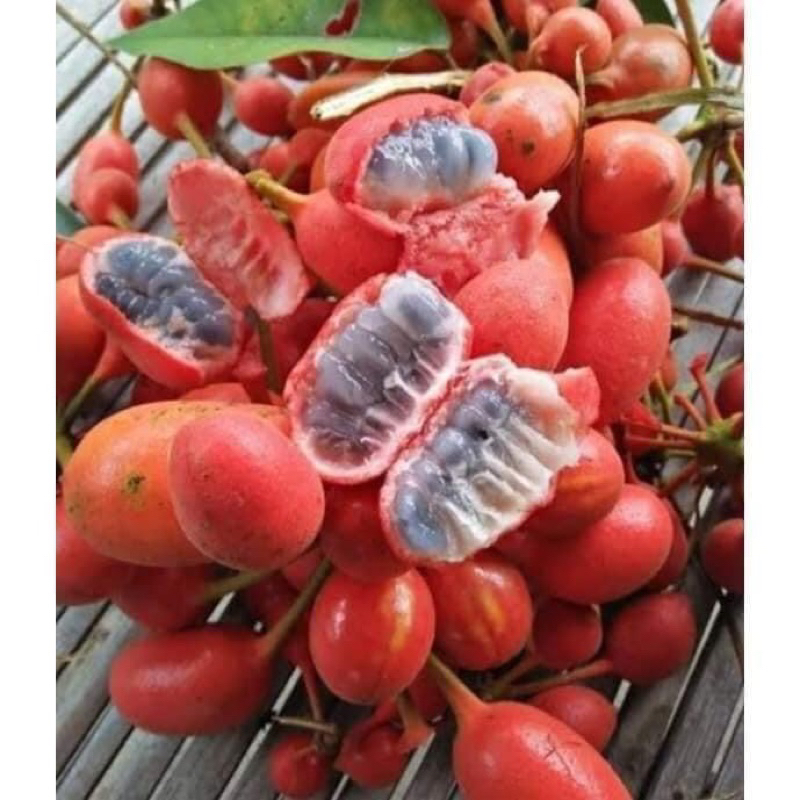Anak pokok buah larak, uvaria rufa | Shopee Malaysia