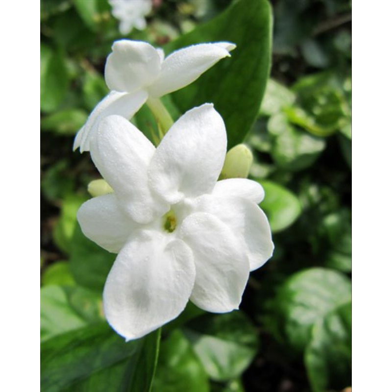 KKB Melur Kampung, Melur Selapis, Jasminum Maid of Orleans | Shopee ...