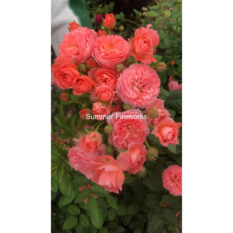 Ros ID Summer Firework Japan Rose (Grafted) | Shopee Malaysia