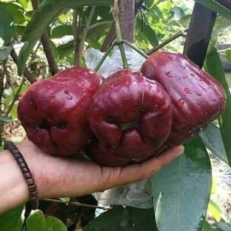 Pokok jambu madu dalhari 100% thai | Shopee Malaysia