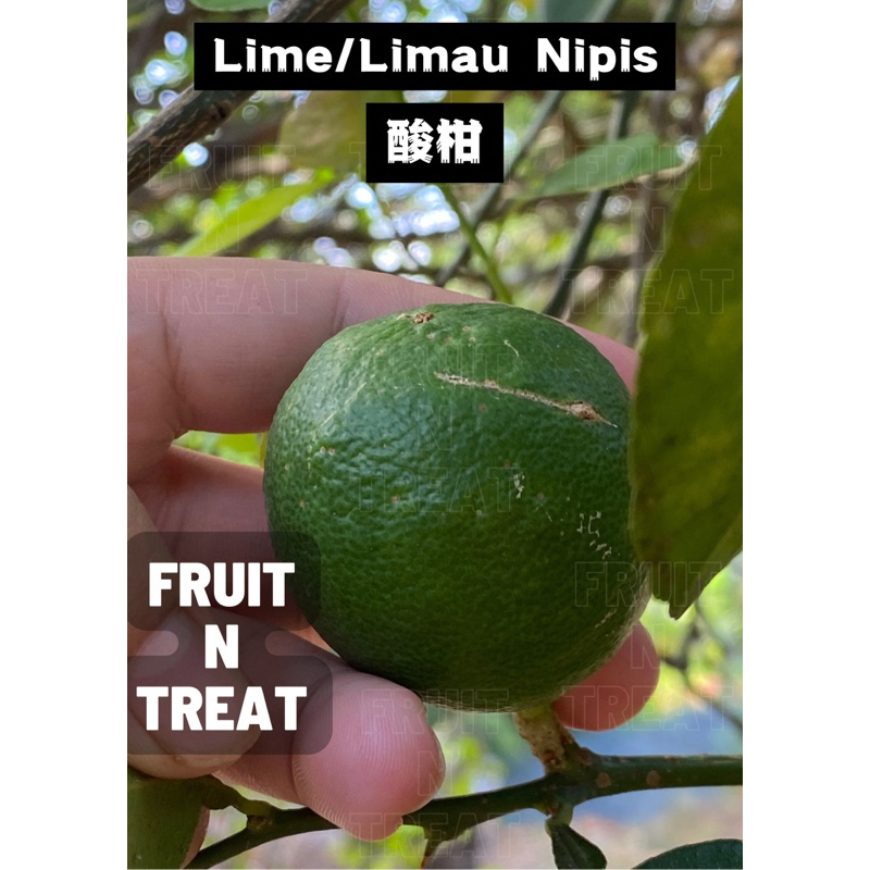 Limau nipis 酸柑 Fresh Key Lime 200g | Shopee Malaysia