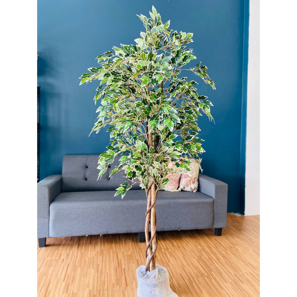 Premium Ficus Banyan Hijau Putih Tree Variegated Leaves Fejka ...
