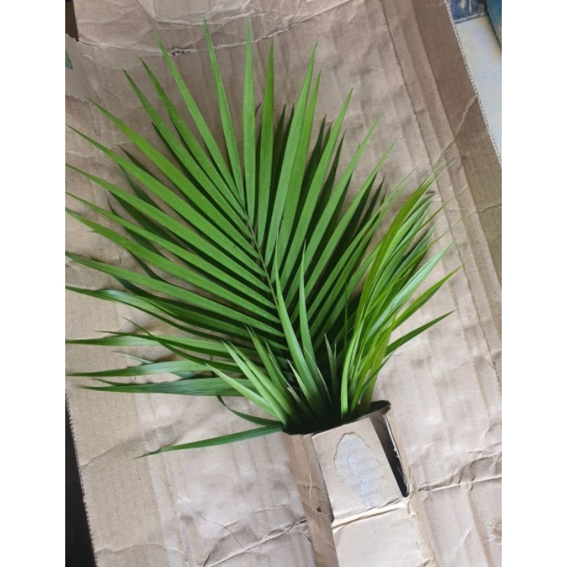 01.01🔥BELI 2 HANYA RM19.99🔥Java Palm [Areca Palm] indoor live plant ...