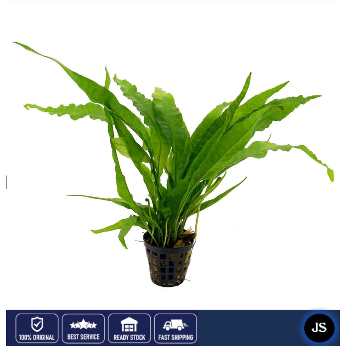 🔥Buy 3 Free 1🔥Anubias, Windelov & Java Fern Aquatic Live Plant (Anubias ...