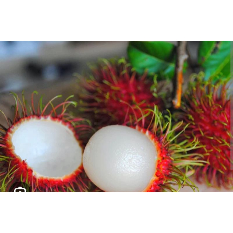 Pokok Rambutan Anak Sekolah Hybrid | Shopee Malaysia