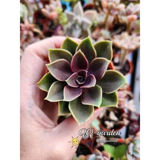 QQ-garden🌱, Online Shop | Shopee Malaysia