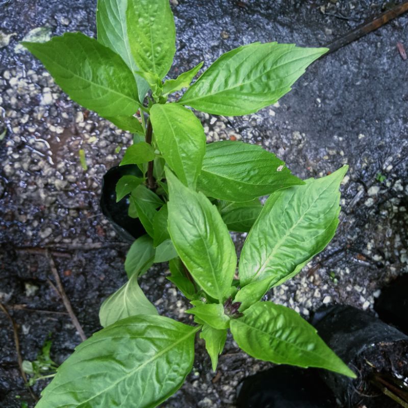 Thai basil,selasih Thai. | Shopee Malaysia