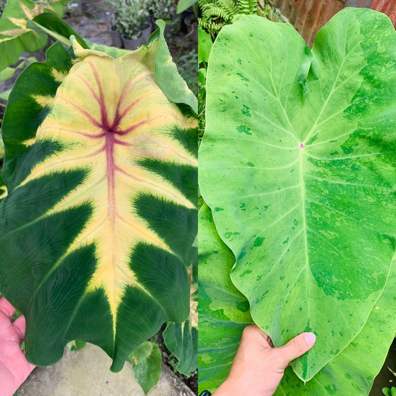 Colocasia queen of phoneix & colocasia king forest mother plant pokok ...