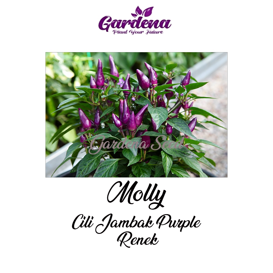 BIJI BENIH CILI PURPLE RENEK JAMBAK DWARF MOLLY CLUSTER PURPLE PEPPER ...