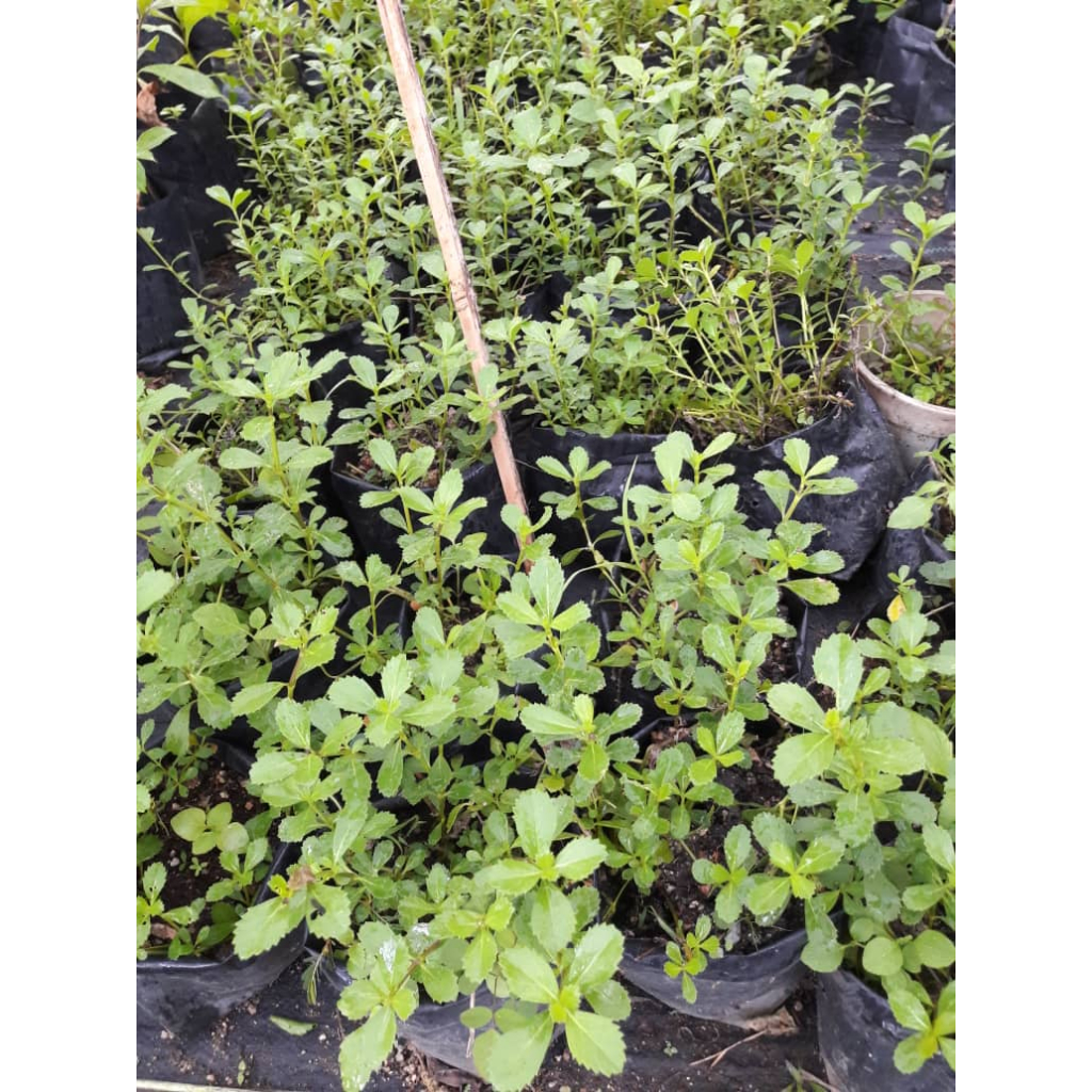 ANOR - Phyla nodiflora Sapling / Anak pokok phyla nodiflora/ Rumput ...