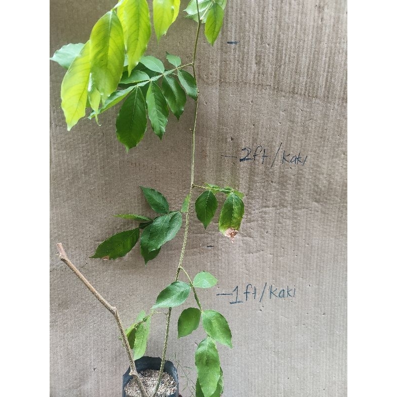 POKOK ICE CREAM BEAN | Shopee Malaysia