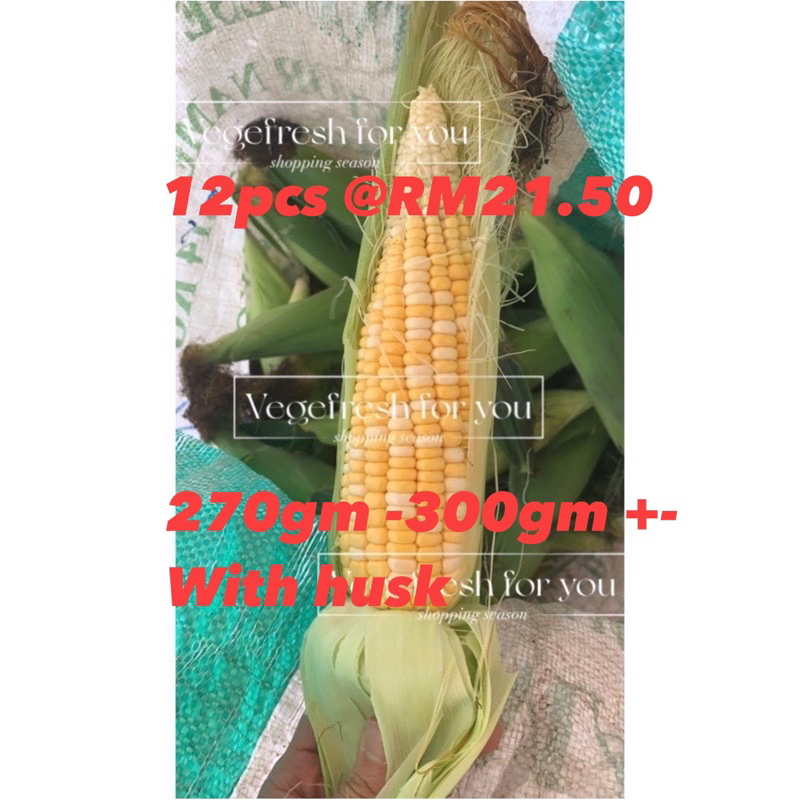SPECIAL OFFER! 100% Cameron Sweet Corn buy 12pcs at RM23.50 | Shopee ...