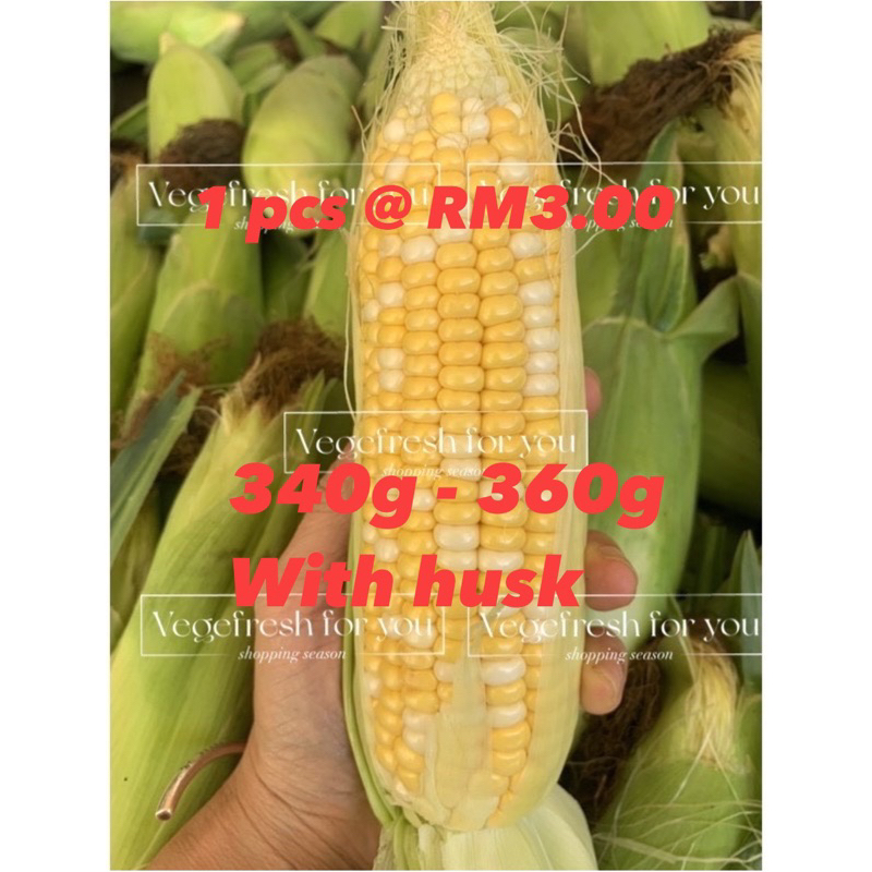 100% CAMERON HIGHLANDS PEARL CORN / JAGUNG MUTIARA ORIGINAL CAMERON ...