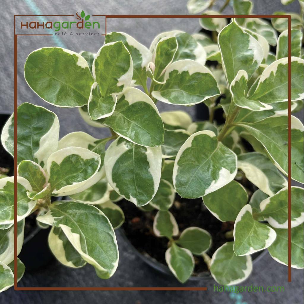 3 Keratan Batang Alternanthera/ White Carpet/ Pokok Landscape (LIVE ...