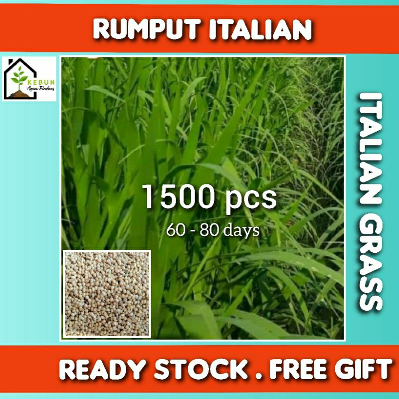 Benih Rumput Italian grass | Shopee Malaysia