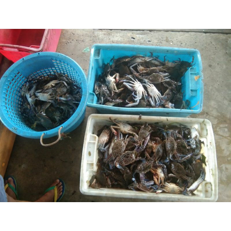 FLOWER CRAB @KETAM BUNGA@ KETAM LAUT SEGAR DAN BEKU | Shopee Malaysia