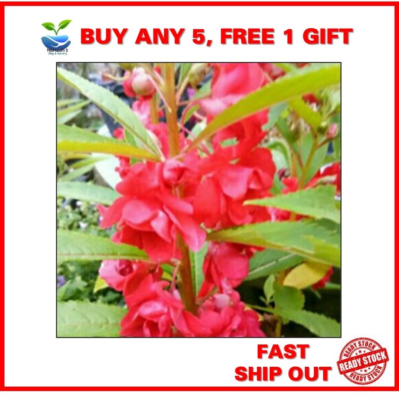 Pokok/Biji Benih BUNGA KEEMBONG MERAH / PUTIH / UNGU BERLAPIS / RED ...