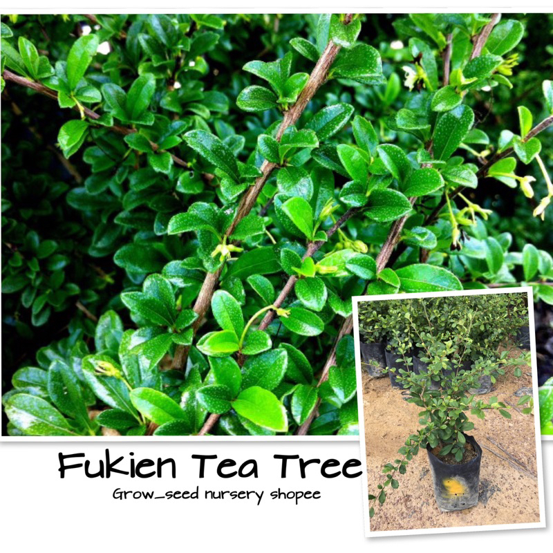 Fukien Tea Tree Pokok Teh Pagar ( pokok hidup ) boleh juga dibuat ...