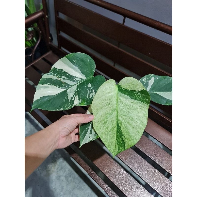 Monstera Mint Monstera Full Moon Mint Monstera White Tiger | Shopee ...