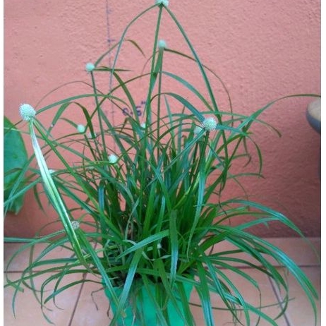 2 pot Rumput helikopter/Rumput Pendul (Kylinga Breufolia) | Shopee Malaysia