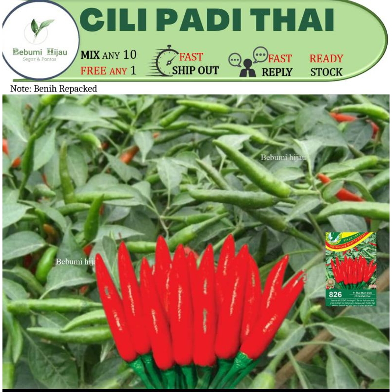 20 biji benih CILI THAI Chilies seeds | Shopee Malaysia