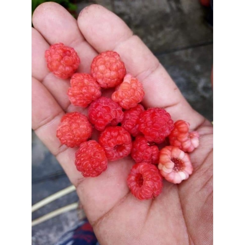 Raspberry Himbereen / Raspberry / Red Raspberry / Raspberries | Shopee ...