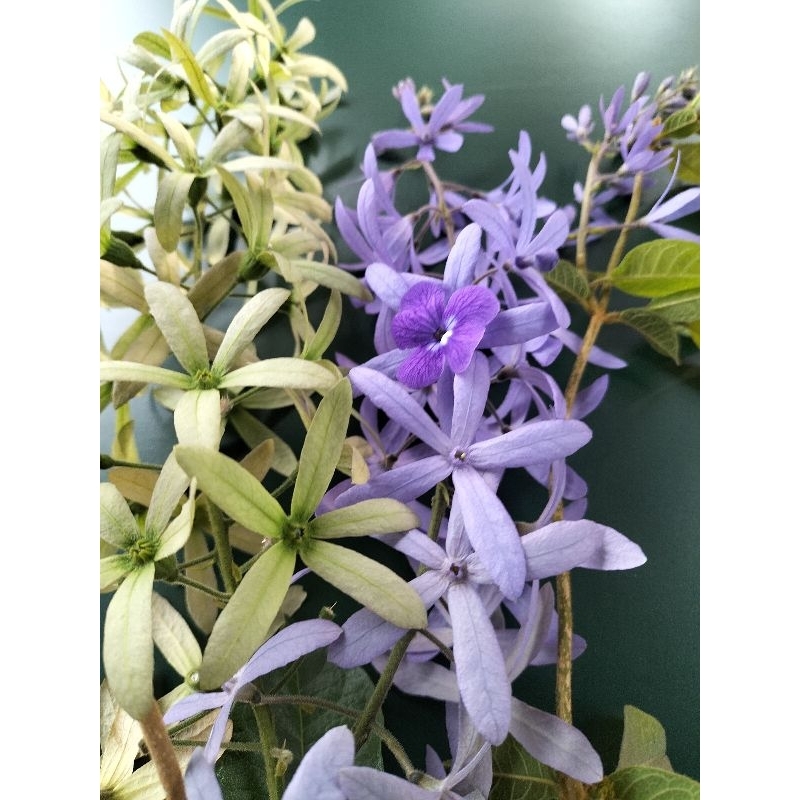 Sandpaper Vine/Petrea volubilis/Anak pokok bunga sandpaper vine(purple ...