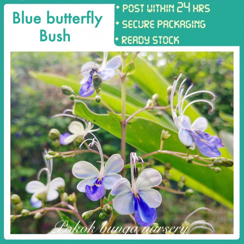 PBN - blue butterfly bush - rotheca myricoides Pokok bunga nursery ...