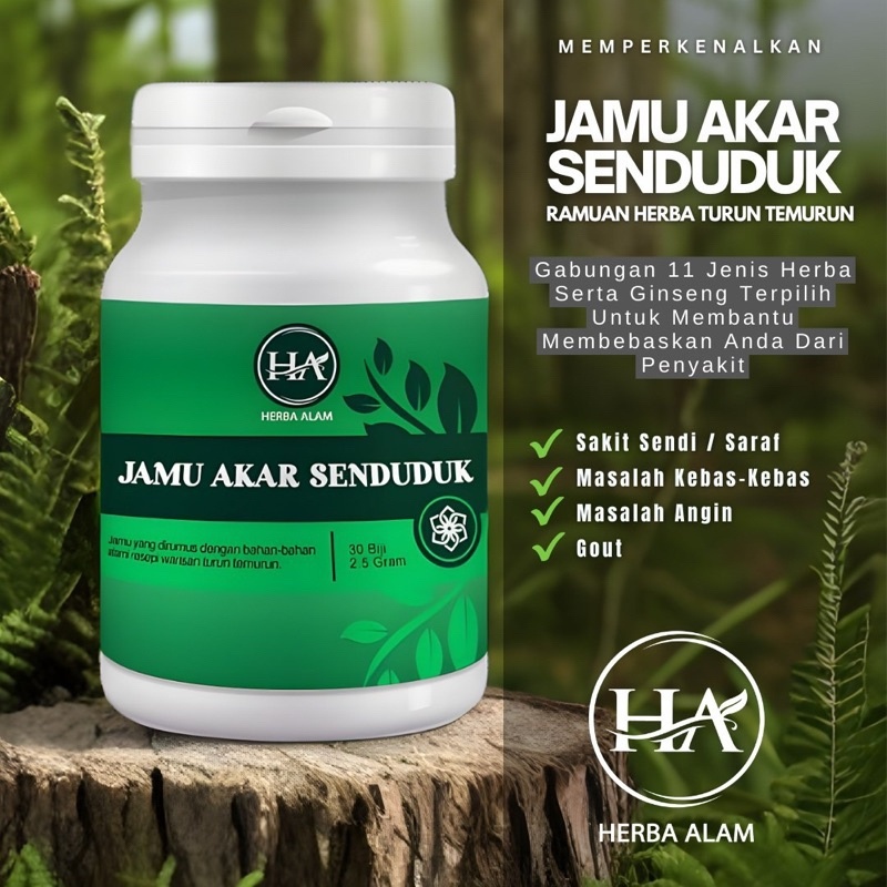 Herba Alam Jamu Akar Senduduk Original hq Ramuan Turun Temurun 30 Biji ...