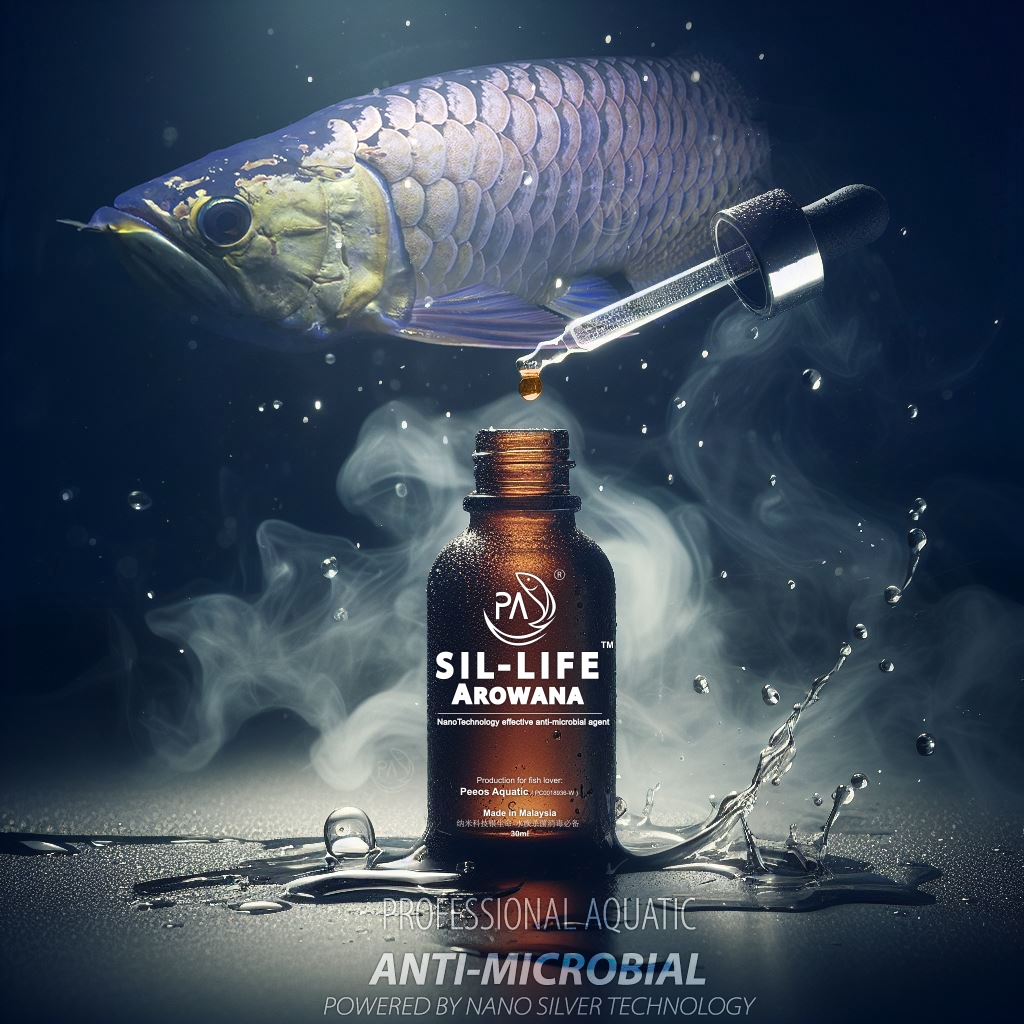 PA Sil Life Arowana aquarium Ikan kelisa goldfish lobster Dropsy Velvet ...